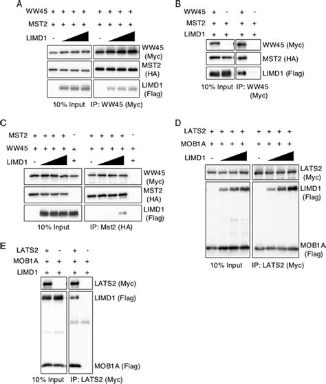 Ajuba Lim Proteins Do Not Disrupt Mst2 Ww45 And Mob1a Lats2