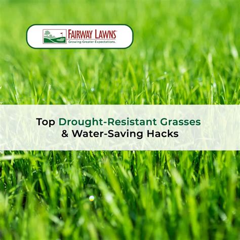 Top Drought Resistant Grasses And Water Saving Hacks Fairway Lawns