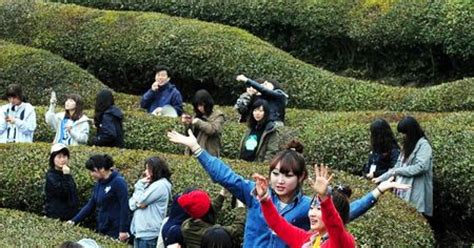 보성 녹차밭의 봄