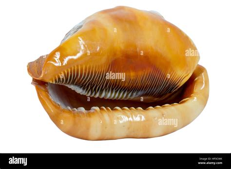 Shell Cypraecassis Rufa Bull Mouth Helmet Marine Gastropod Stock
