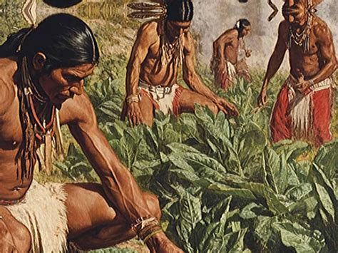 Tobaccos Role In Shaping Colonial Americas Economy And Society
