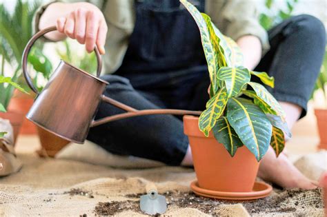 The Benefits Of Using Distilled Water For Houseplants Beginner Houseplant