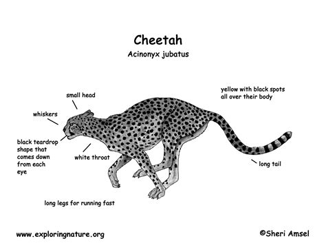 Cheetah Life Cycle Diagram General Wiring Diagram