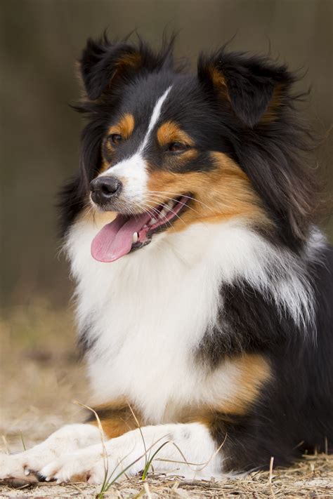 Border Collie Is A Mixed Breed