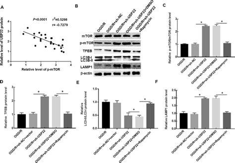Usp22 Knockdown Suppressed Ogdr Induced Autophagy Through The