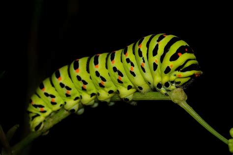 DIAGRAM Diagram Of Caterpillar Insect MYDIAGRAM ONLINE