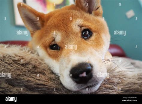 ベスト Cute Shiba Inu 651433 Cute Shiba Inu Names Azozone