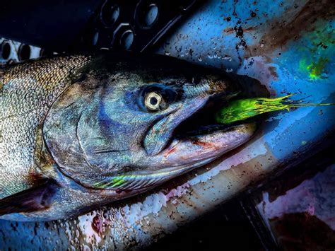 High Class Tackle Co Added A New High Class Tackle Co