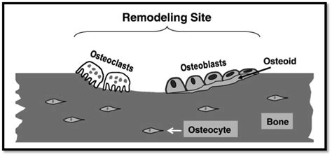 Biochemistry Class Notes Bone Metabolism Bone Formation And Bone Resorption Part 1