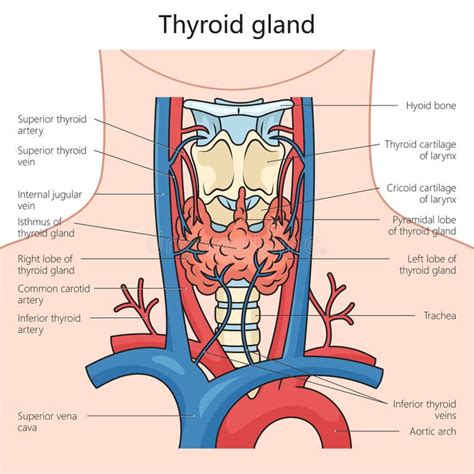 Human Thyroid Gland Structure Diagram Medical Stock Vector Illustration Of Endocrine Biology