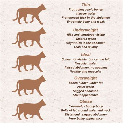 How To Tell If Cat Is Underweight Training Tips And Tricks