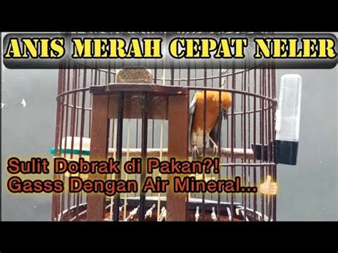 PAKAN ANIS MERAH CEPAT NELER Punglor Anis Bata YouTube