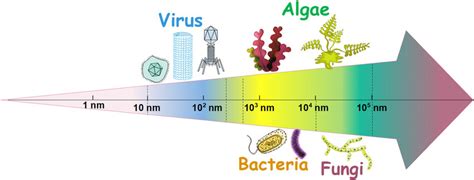 Microorganisms Have A Wide Range Of Structures Varying In Size From