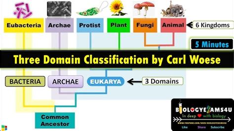 Three Domain Classification