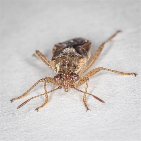 True Bug Bugguide Net