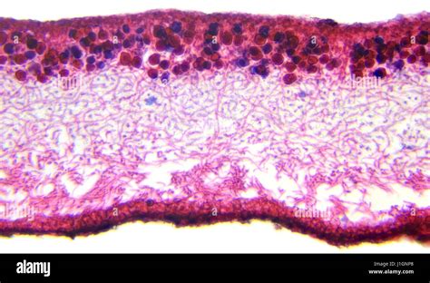 Lichens Under Microscope Lichens Under Microscope