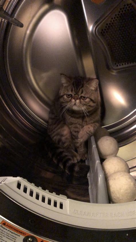 When He Wants Some Alone Time Rgrumpycats