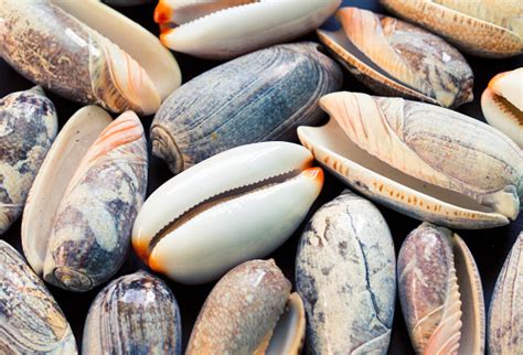 바다 포탄 배경입니다 올리브와 Cowrie 포탄 근접 바다 조개를 배너 서식 파일 개오지조개 껍데기에 대한 스톡 사진 및 기타