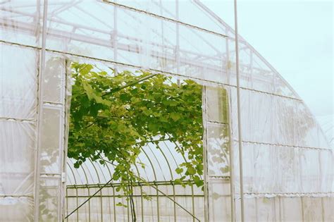 ブドウのハウス栽培のメリット・デメリットは？ 初期費用を抑えて取り組むなら水稲育苗ハウスの活用も Minorasuミノラス 農業