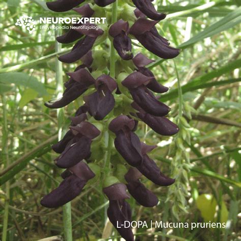 L-DOPA | Mucuna pruriens - NeuroExpert - Encyklopedia Neurofizjologii