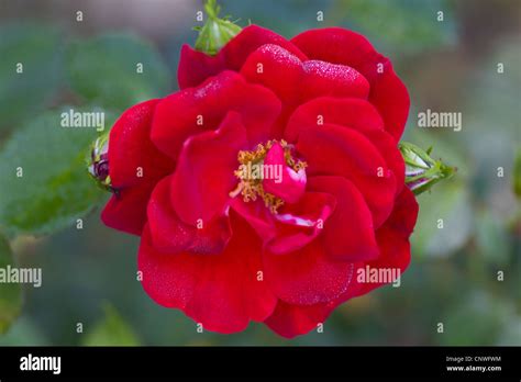 Plantes Ornementales Rose Rosa Wilhelm Hansmann Rosa Wilhelm Hansmann Le Cultivar Wilhelm