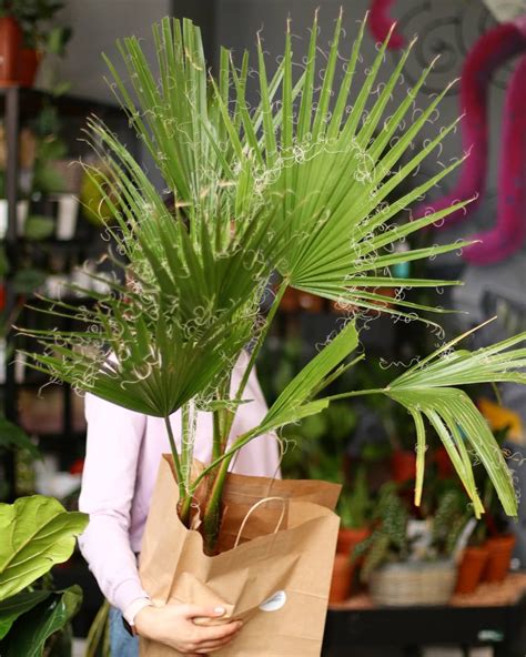 Вашингтония нитеносная купить в Минске с доставкой | Cactus.by