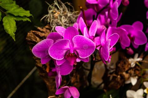Orqu Dea Rosada Hermosa Detalle De Una Flor De La Planta De La Casa