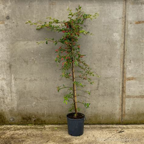 Cotoneaster Sal Pendulus 12l Kellys Nursery