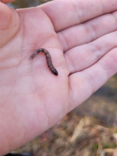 Learning Aquatic Insects For College But Cant Id This Guy They Had