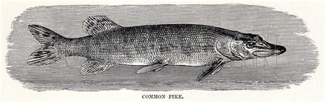 Common Pike Stock Image Look And Learn