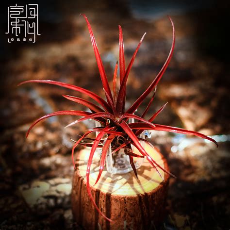 Capitata Domingensis