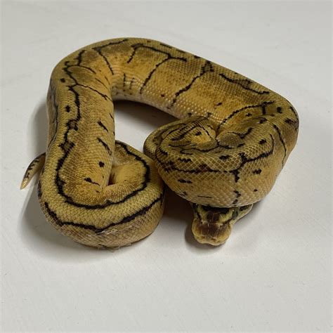 Pastel Pinstripe Royal Python Male Planted Terraria Exotics