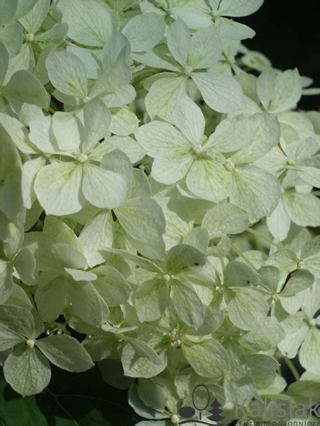 Hydrangea Arborescens Limetta Hortensja Krzewiasta