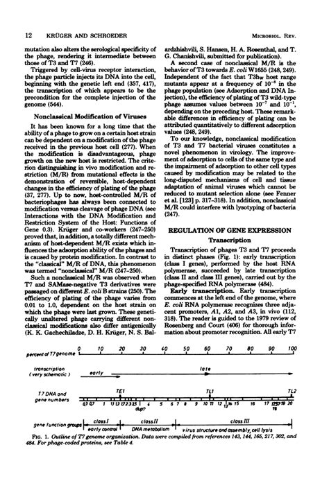 Bacteriophage T3 And Bacteriophage T7 Virus Host Cell Interactions Pmc