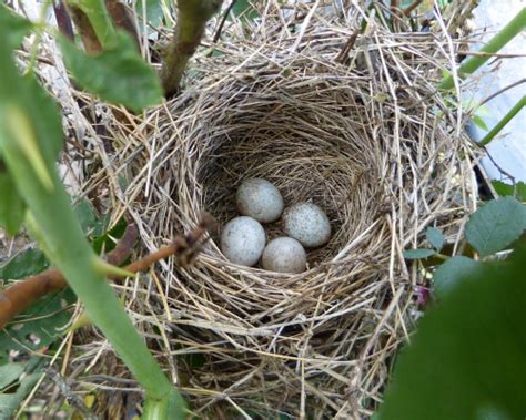 Sparrow Bird Nest
