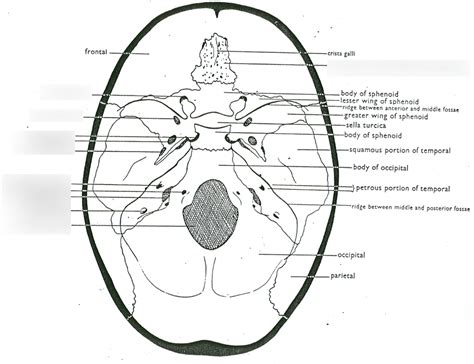 Diagram Of Foramina Quizlet