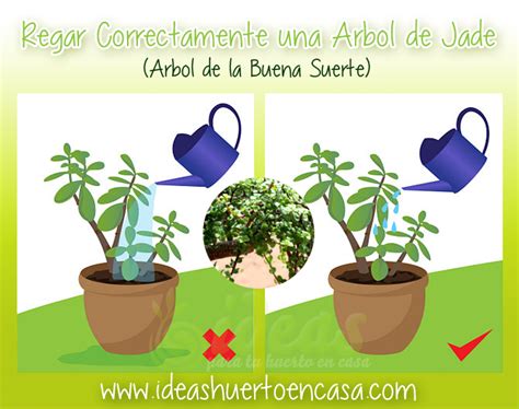 cuidados de un arbol de jade Árbol de jade Semillas de árbol Huerto