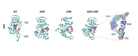 Structural And Computational Biology Molecular Biology Genetics And