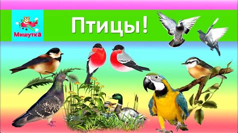 Изучаем птиц Развивающий мультик для детей Учимся говорить Youtube