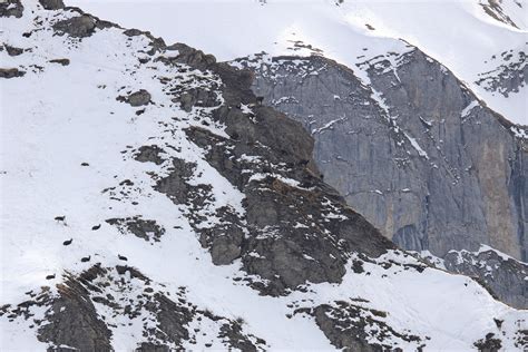 Suchbild Forum Für Naturfotografen