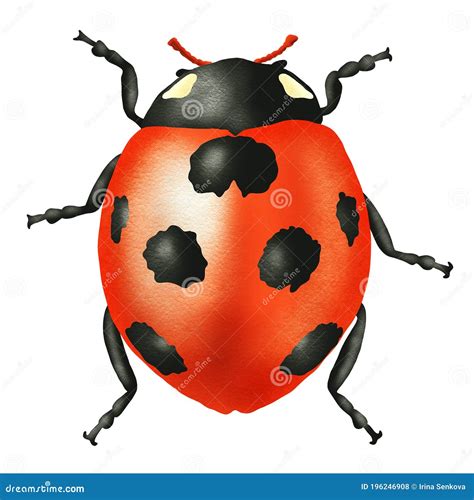 Big Red Ladybug Realistic Drawing On A White Background Stock Illustration Illustration Of