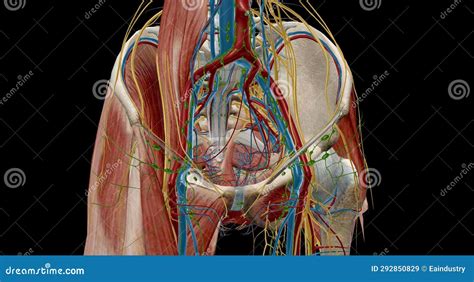 Pelvic Lymph Nodes And Vessels Stock Illustration Illustration Of