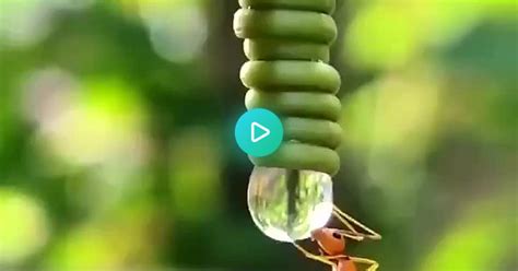 An Ant Drinking Water From A Droplet Album On Imgur