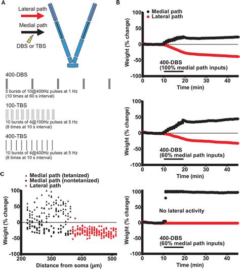 Biophysically Realistic Granule Cell Model For Generating Ltp On The Download Scientific