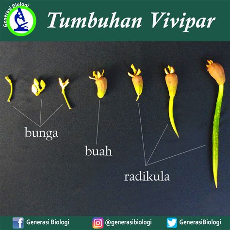 Adaptasi Mangrove Pada Asam Absisat Dan Pengaruh Berbiji Vivipar