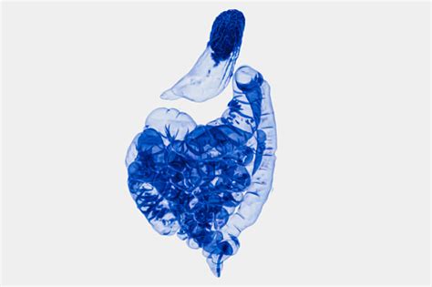 인간의 위 대소장의 해부학 소화 시스템을 가진 창자 3d 일러스트레이션 0명에 대한 스톡 사진 및 기타 이미지 0명 3d 스캔 3차원 형태 Istock