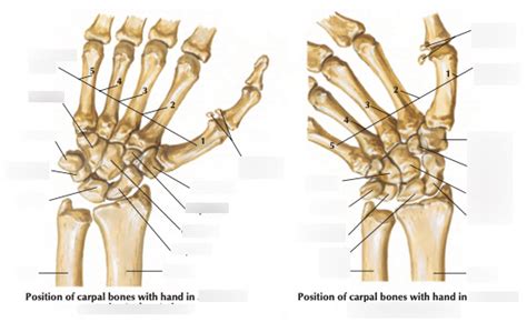 Hand Muscle Movments Diagram Quizlet