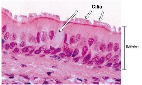 Pseudostratified Columnar Epithelium Histology