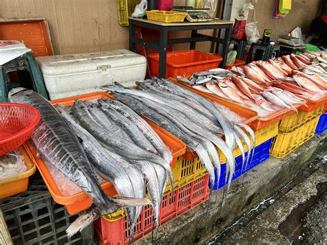 水試所養殖土魠魚首見性成熟 人工繁殖種魚有望4至6月間達成完全養殖 農傳媒