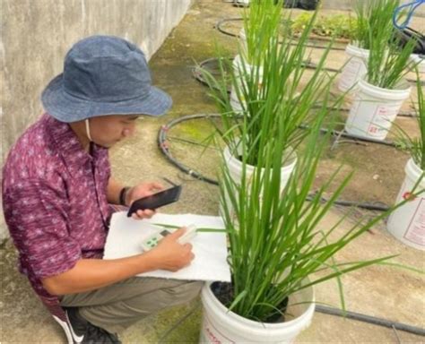 Figure 1 From Estimation Of Paddy Leaves Chlorophyll Content Using Convolutional Neural Network